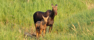 Operations - Conifer Energy